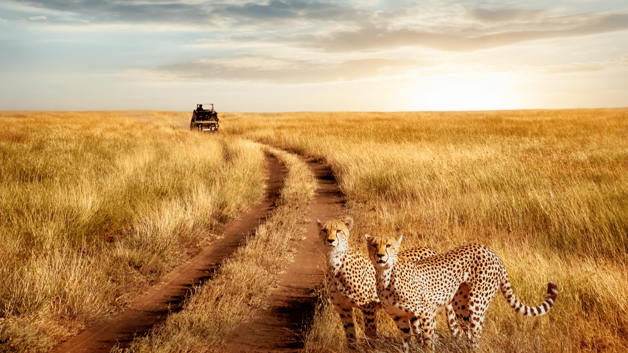 Why Are African Safaris So Expensive?